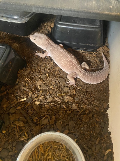 Blizzard Pos. Mac Snow Leopard Gecko by Reuter’s Reptiles
