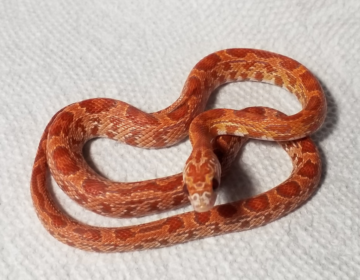 Ultramel Sunkissed Corn Snake by Adrian's Captive Creation's - MorphMarket