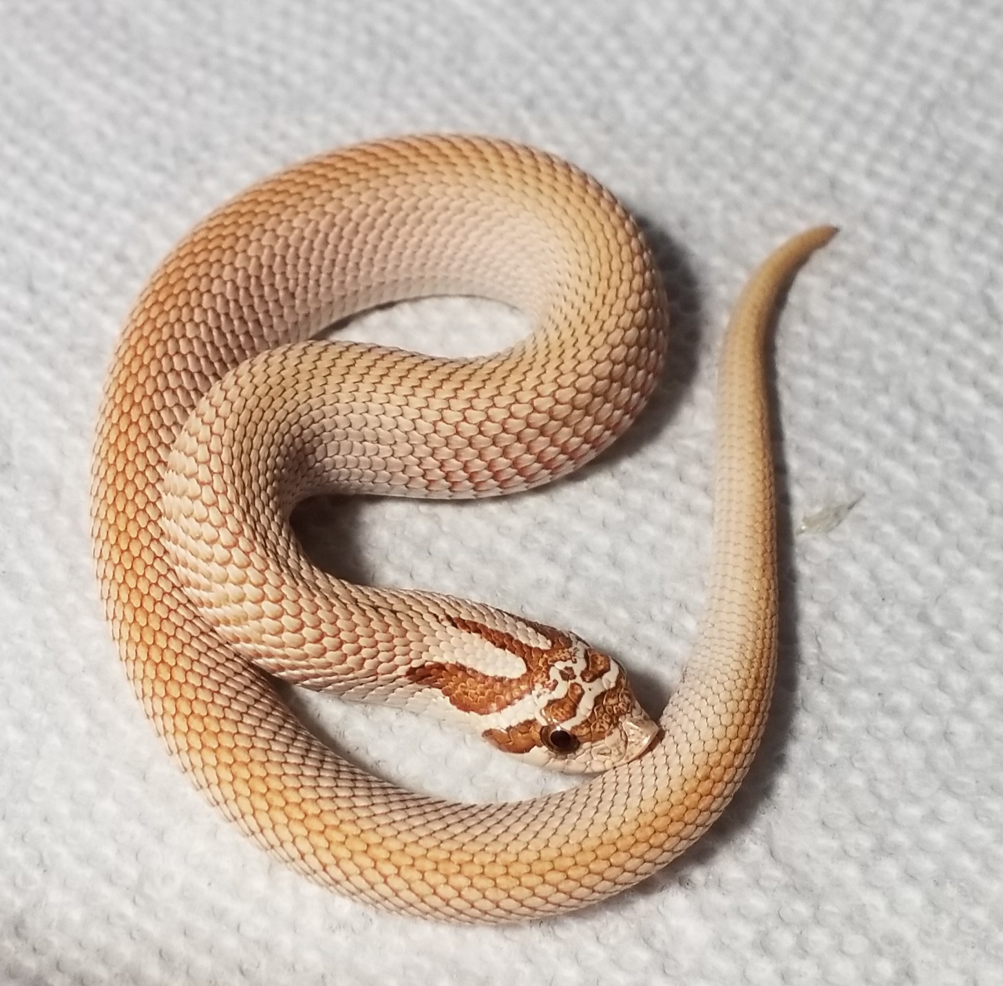 Toffee Belly Super Conda Western Hognose by Adrian's Captive Creation's ...
