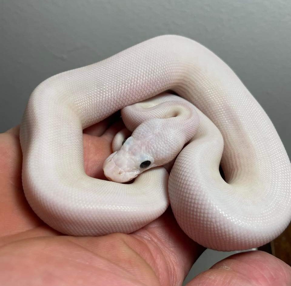 White Wedding Ball Python by Adrian's Captive Creation's - MorphMarket