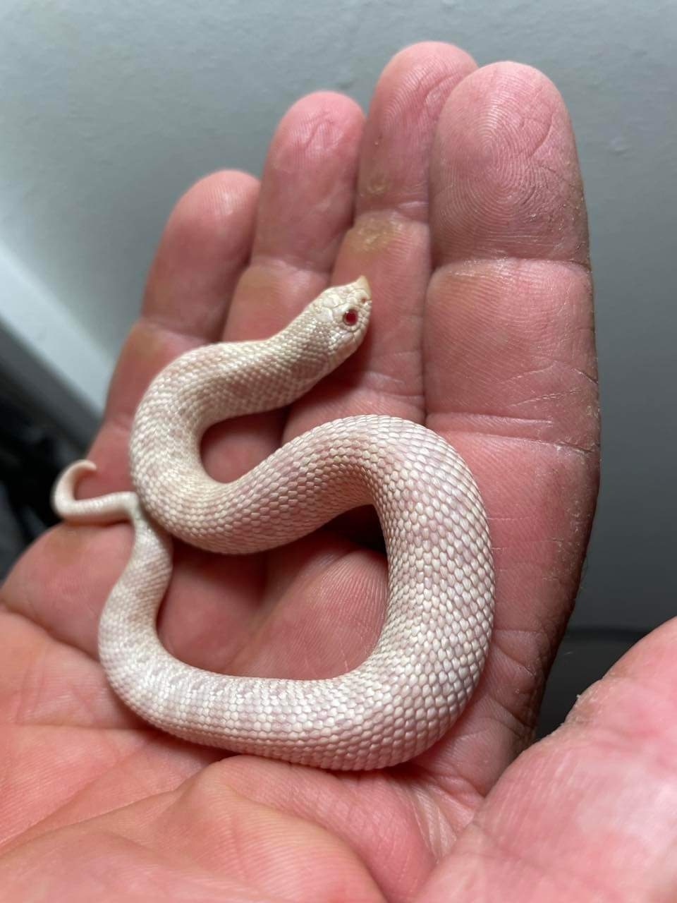 Snow Western Hognose by Adrian's Captive Creation's - MorphMarket