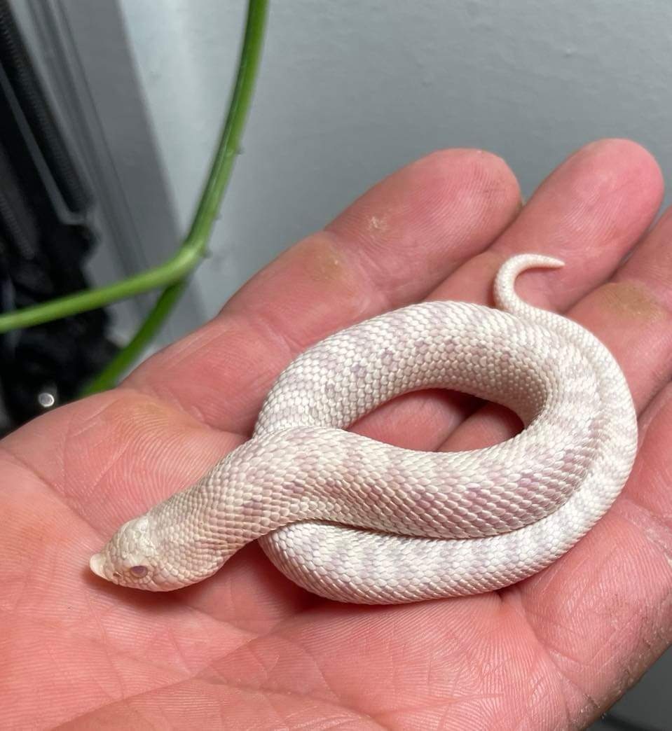 Snow Western Hognose by Adrian's Captive Creation's - MorphMarket