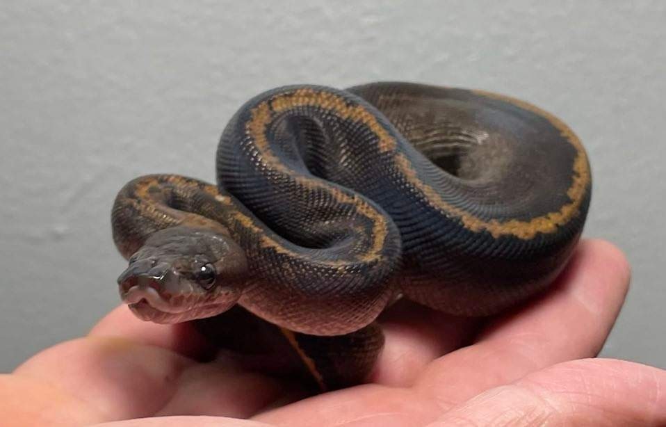 Suma Ball Python by Adrian's Captive Creation's - MorphMarket