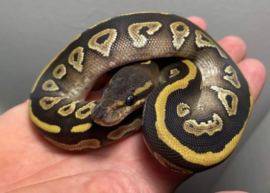 Mahogany Mojave Ball Python by Adrian's Captive Creation's