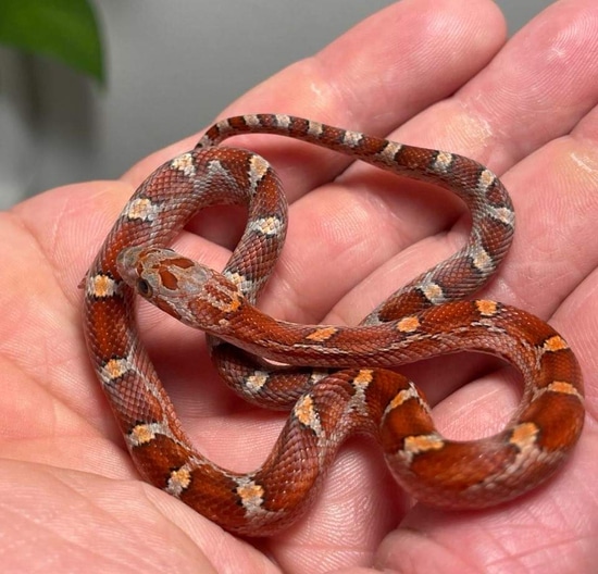 Bloodred Het Cinder Het Lavender Het Amel Corn Snake by Adrian's ...
