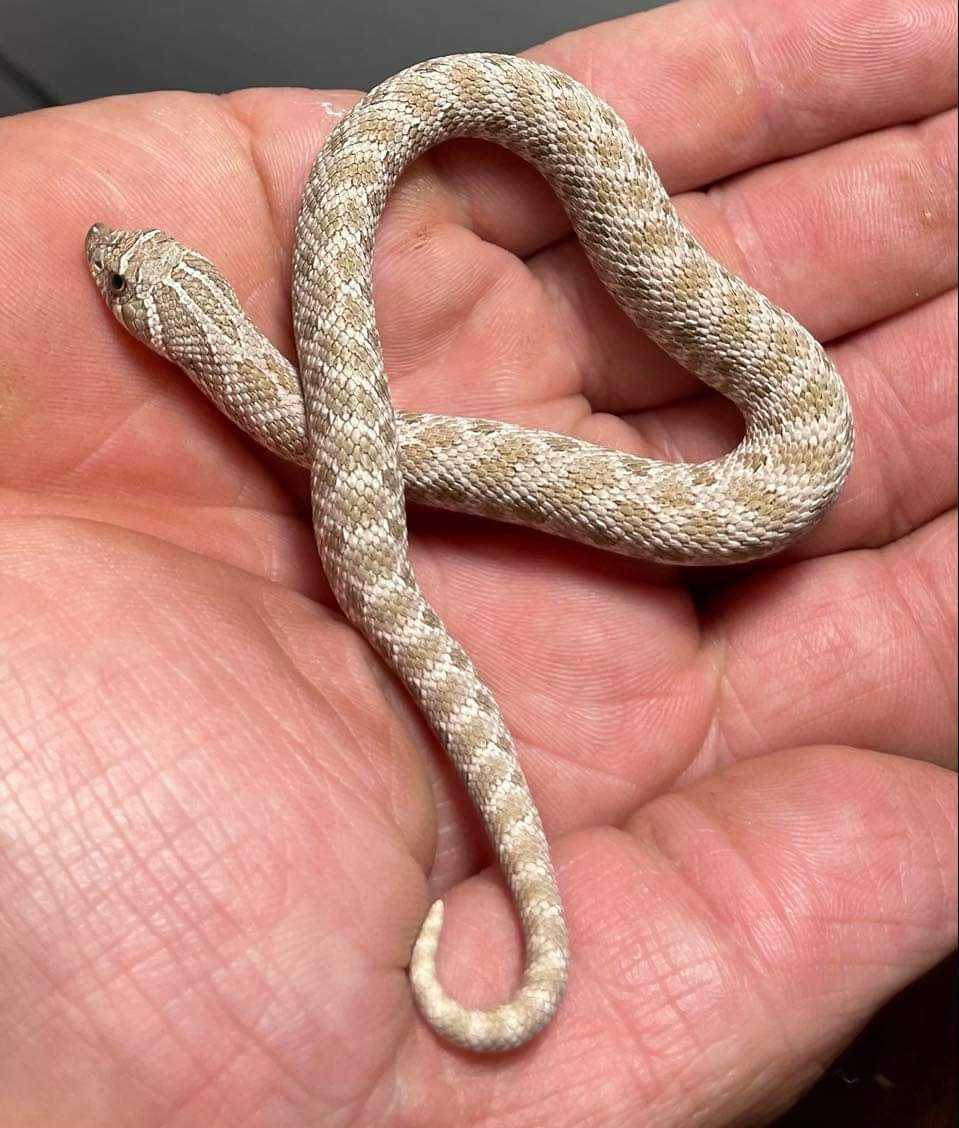 Arctic Western Hognose by Adrian's Captive Creation's - MorphMarket