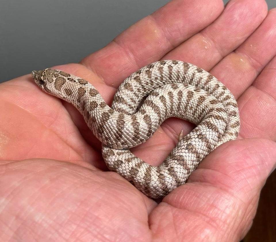 Super Arctic Western Hognose by Adrian's Captive Creation's - MorphMarket