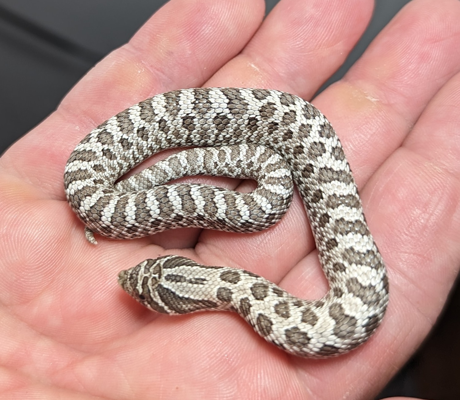 Axanthic Het Toffeebelly Western Hognose by Adrian's Captive Creation's ...