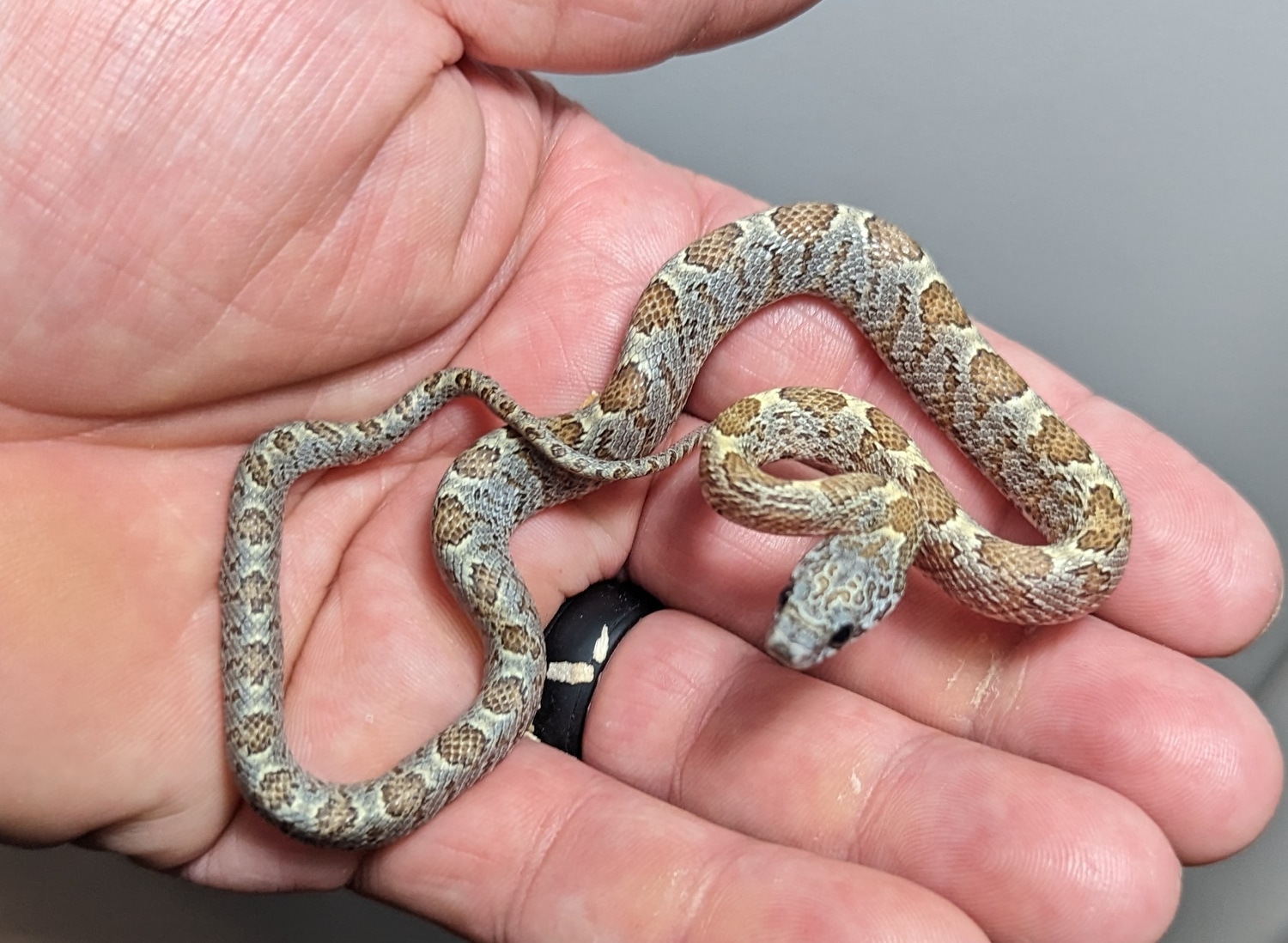 Miami Honey Diffused Masque 66% Het Cinder Corn Snake by Adrian's ...