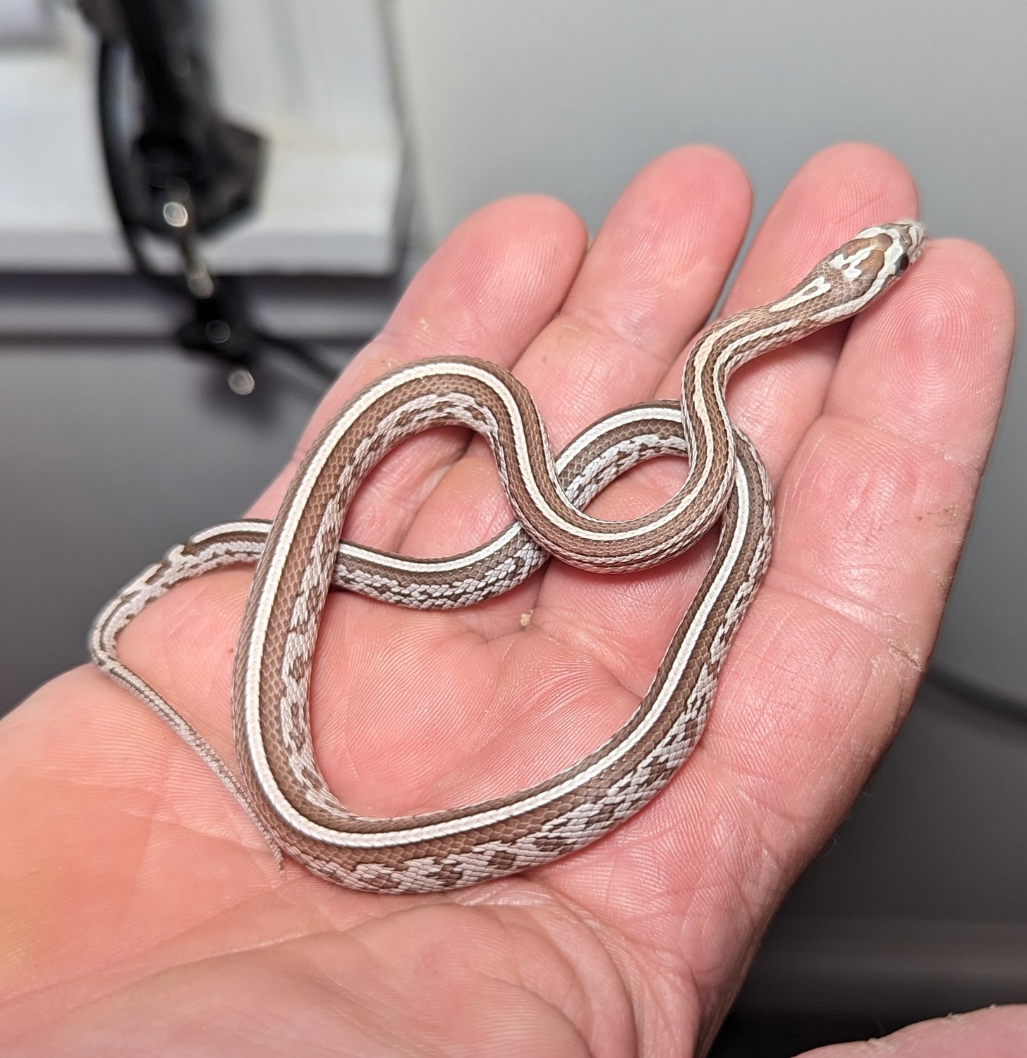 Dilute Anery Tessera Hypoberry?? Corn Snake by Adrian's Captive ...