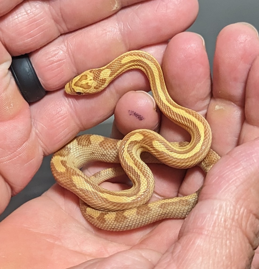 Golddust Motley Corn Snake by Adrian's Captive Creation's - MorphMarket