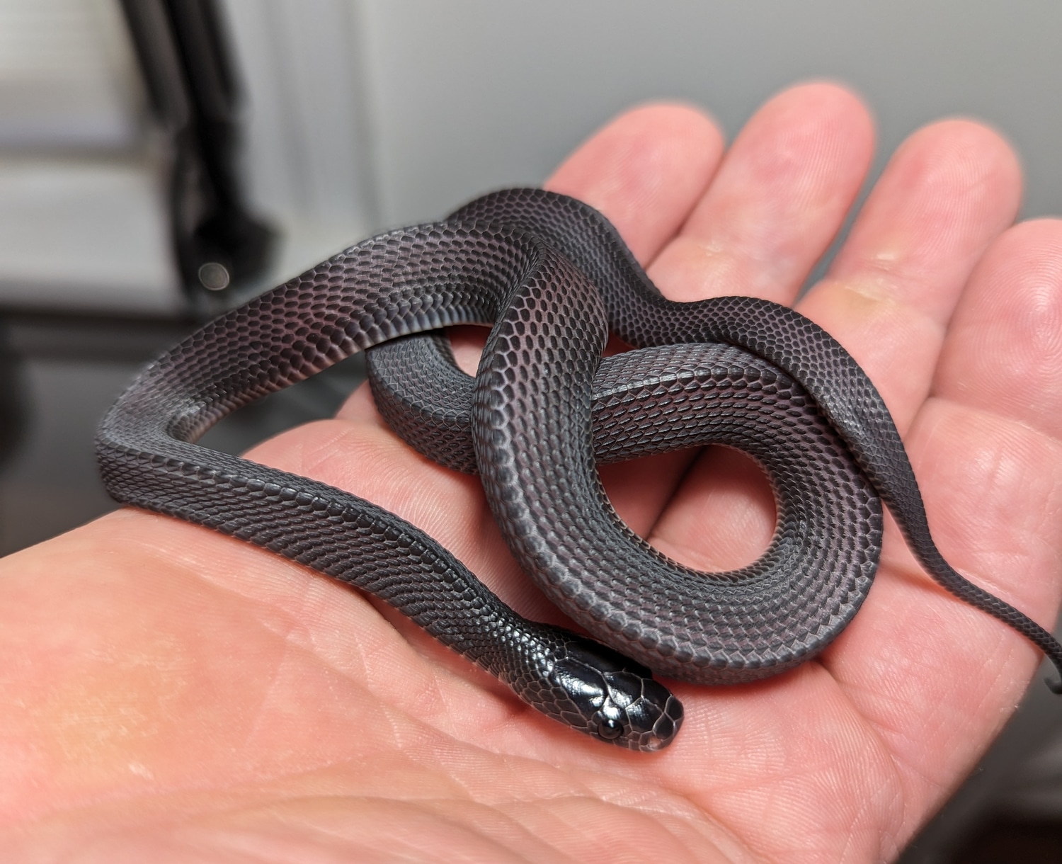 Crossi Files Snake House Snake by Adrian's Captive Creation's - MorphMarket