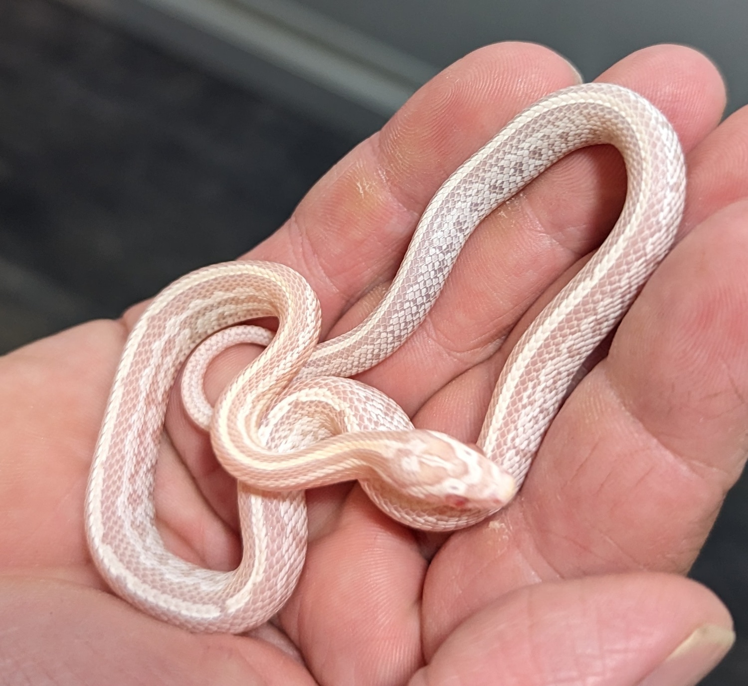 Snow Tessera Corn Snake by Adrian's Captive Creation's - MorphMarket