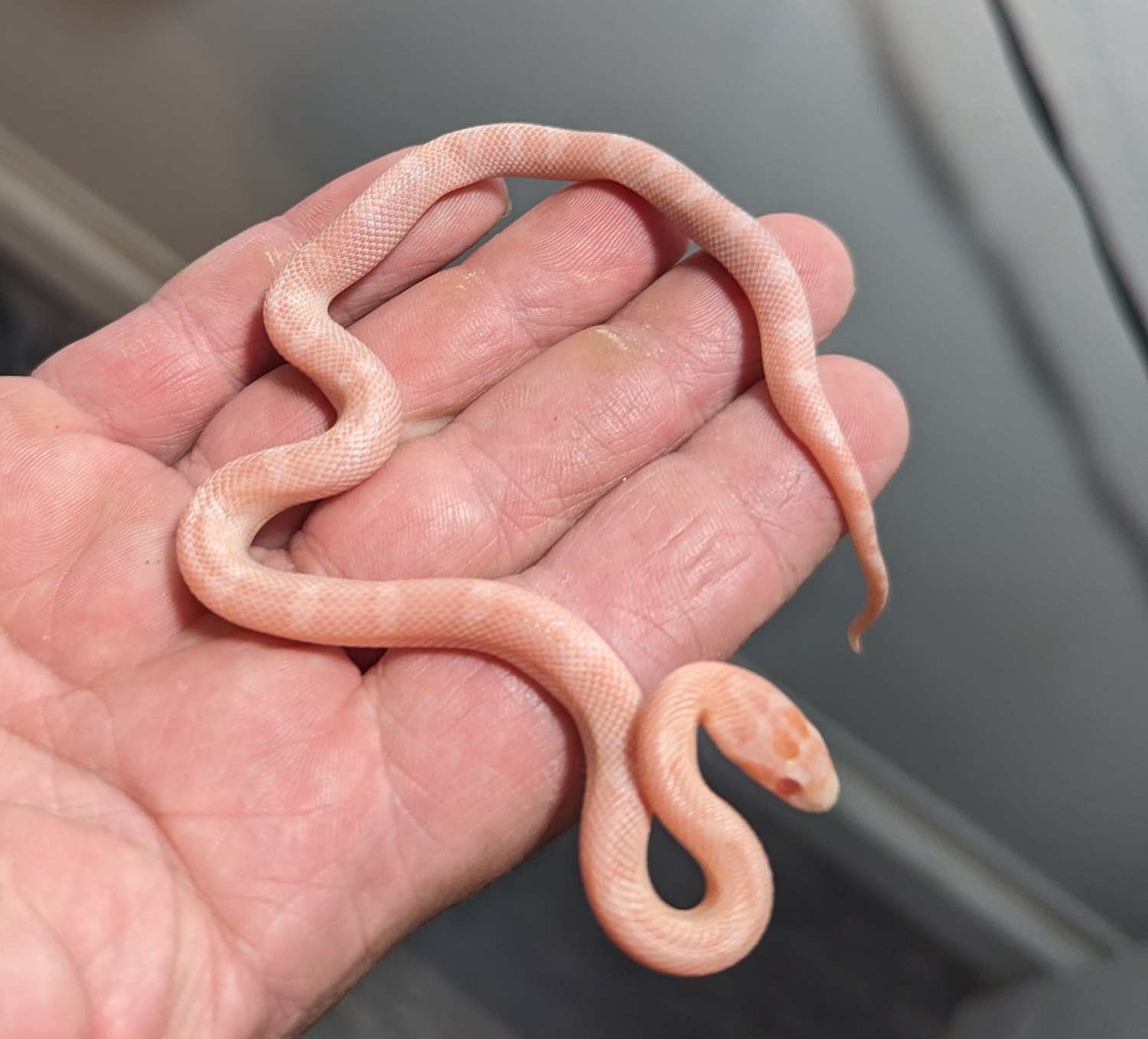 Opal Bloodred Corn Snake by Adrian's Captive Creation's - MorphMarket