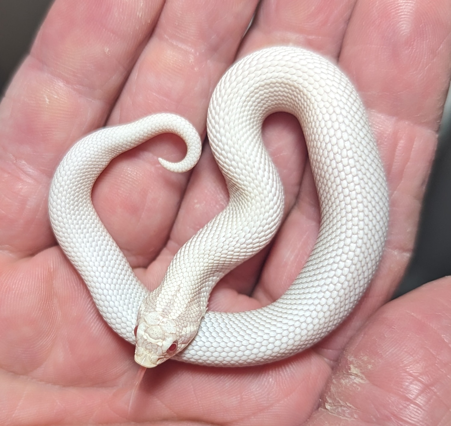 Super Conda Snow Western Hognose by Adrian's Captive Creation's - MorphMarket