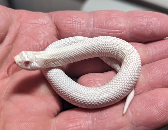 Snow Superconda Western Hognose by Adrian's Captive Creation's