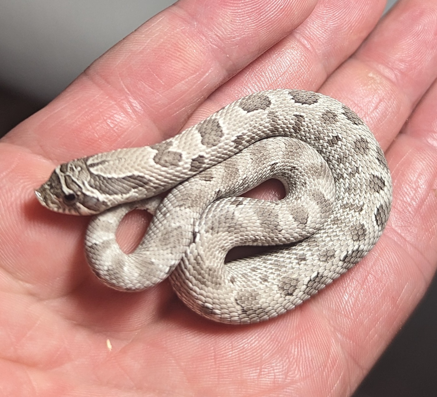 Axanthic Conda Het Albino Western Hognose by Adrian's Captive Creation ...
