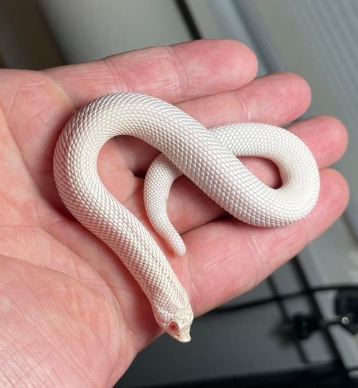 Super Conda Snow Western Hognose by Adrian's Captive Creation's