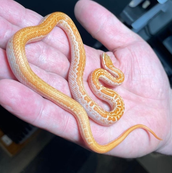 T- Albino House Snake by Adrian's Captive Creation's