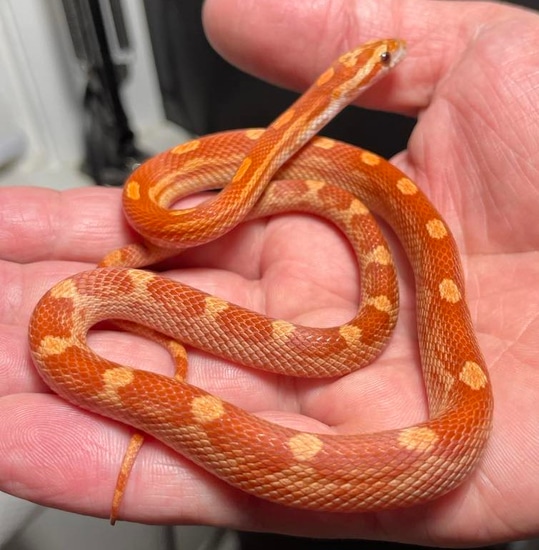 Dilute Motley Het Amel Het Anery Corn Snake by Adrian's Captive Creation's
