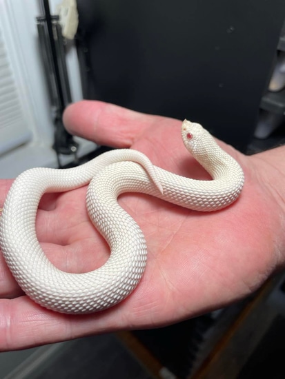 Snow Superconda Western Hognose by Adrian's Captive Creation's