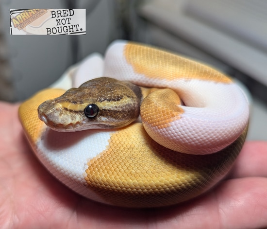 Enchi Mojave Pinstripe Pied Ball Python by Adrian's Captive Creation's