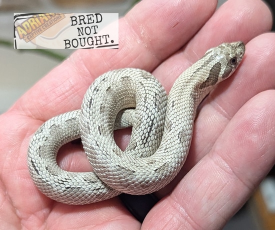 Axanthic Conda Het Albino Western Hognose by Adrian's Captive Creation's