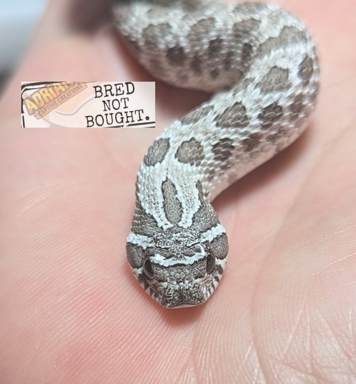 Arctic Axanthic Het Lavender Western Hognose by Adrian's Captive Creation's