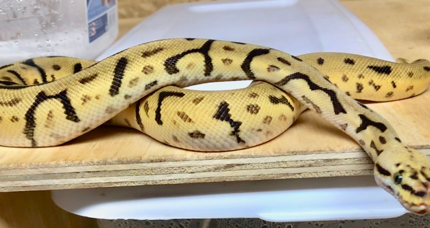 Male Spider Clown Ball Python by ADReptiles - MorphMarket