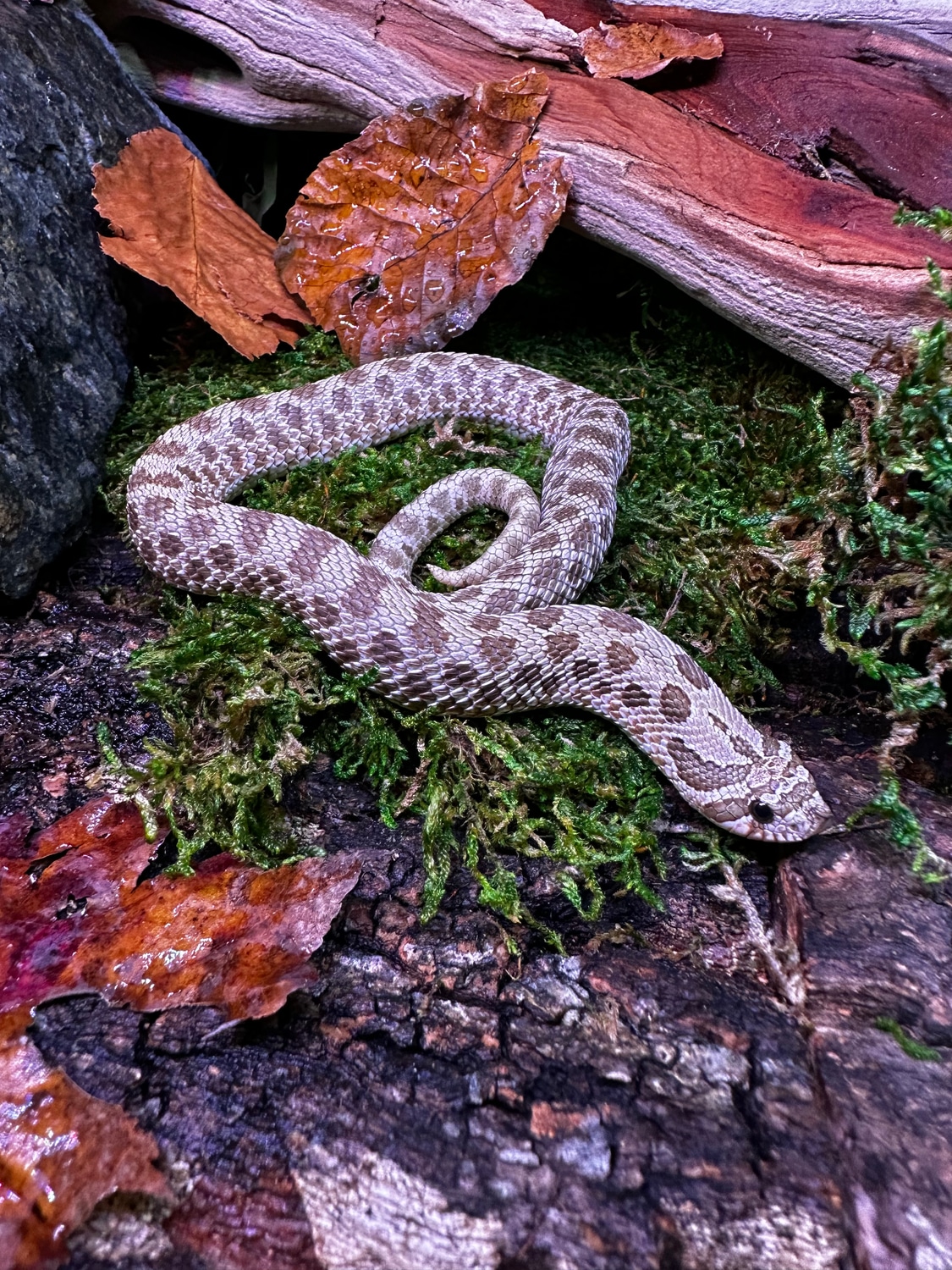 Artic Het Lavender Western Hognose by AE Herps & Exotics LLC - MorphMarket