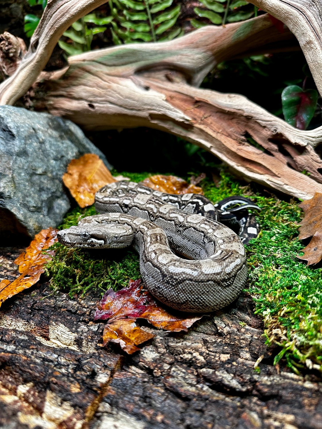 Male Anery Aztec Het Kahn Snow Boa Constrictor by AE Herps & Exotics ...