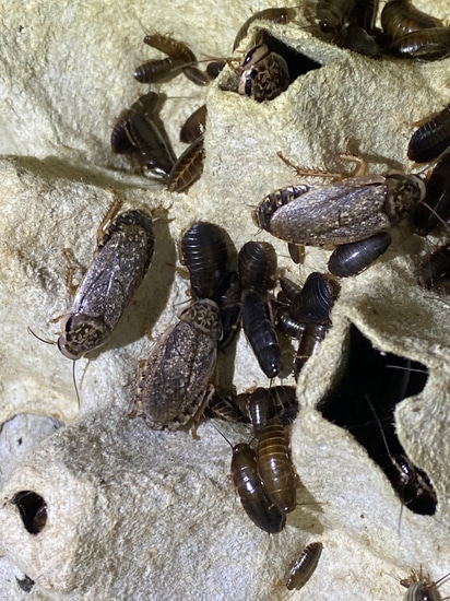 100 Ct Lobster Roaches, Nauphoeta Cinerea, Mixed Sized Nymphs Cockroach ...