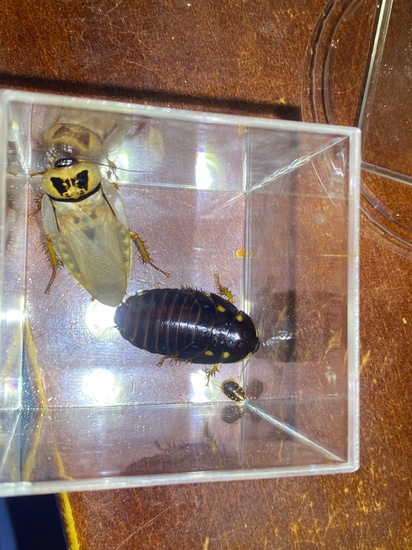 20ct Eublaberus Distanti "Ivory" Assorted Sized Nymphs Cockroach by ...