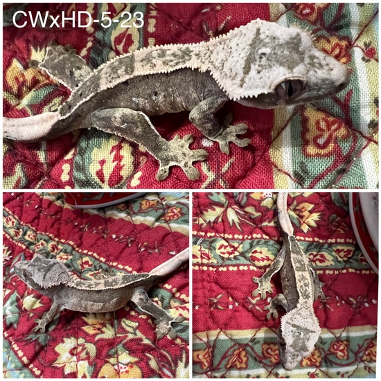 CWxHD-5-23 Easter Sale Crested Gecko by Coconut Cake Cresties