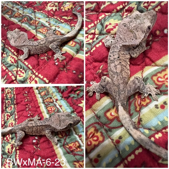 BWxMA-6-23 Easter Sale Crested Gecko by Coconut Cake Cresties