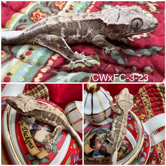 CWxFC-3-23 Easter Sale Crested Gecko by Coconut Cake Cresties
