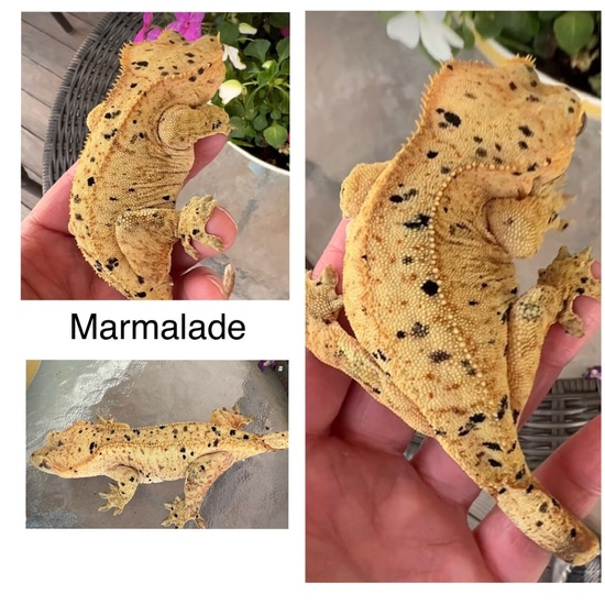 Marmalade Easter Sale Crested Gecko by Coconut Cake Cresties