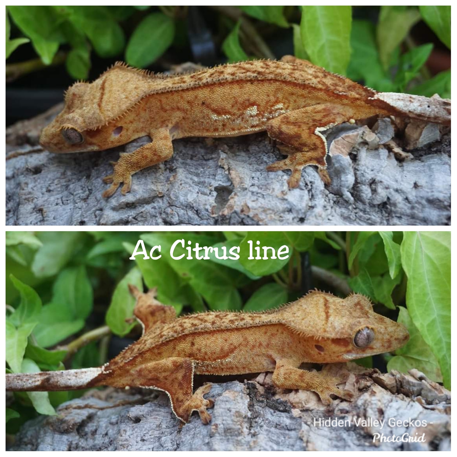 Yellow Phantom Citrus Crested Gecko by Hidden Valley Geckos - MorphMarket