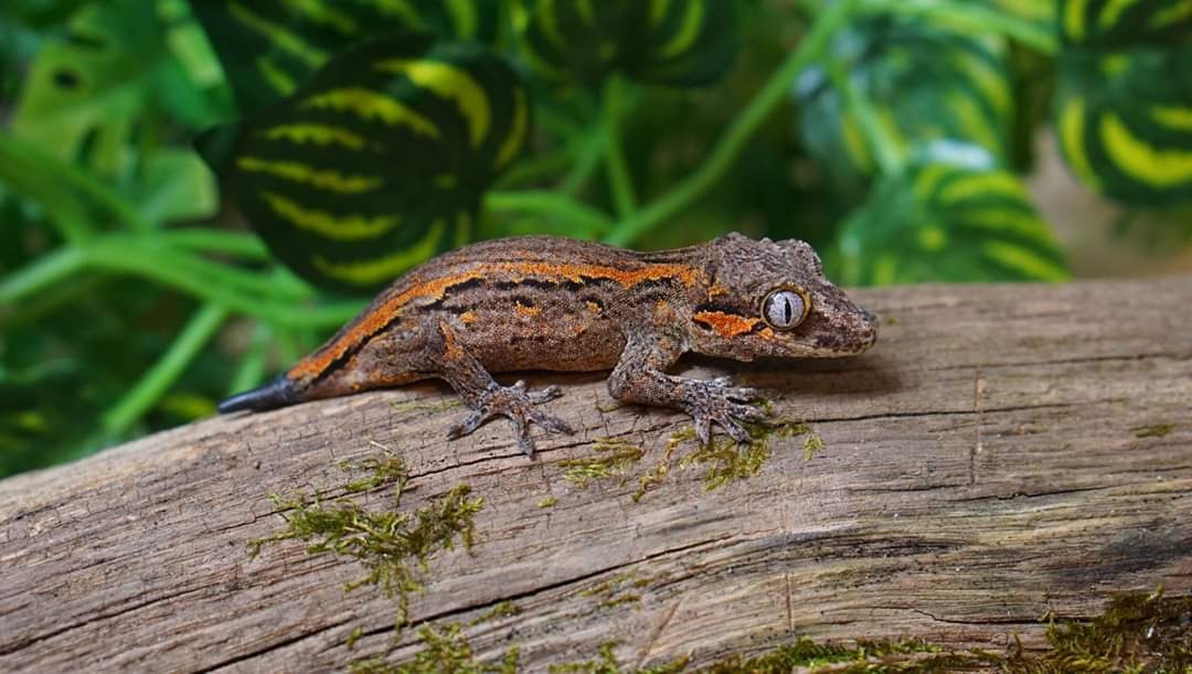 Possible Female Orange Stripe Garg Gargoyle Gecko by Hidden Valley ...