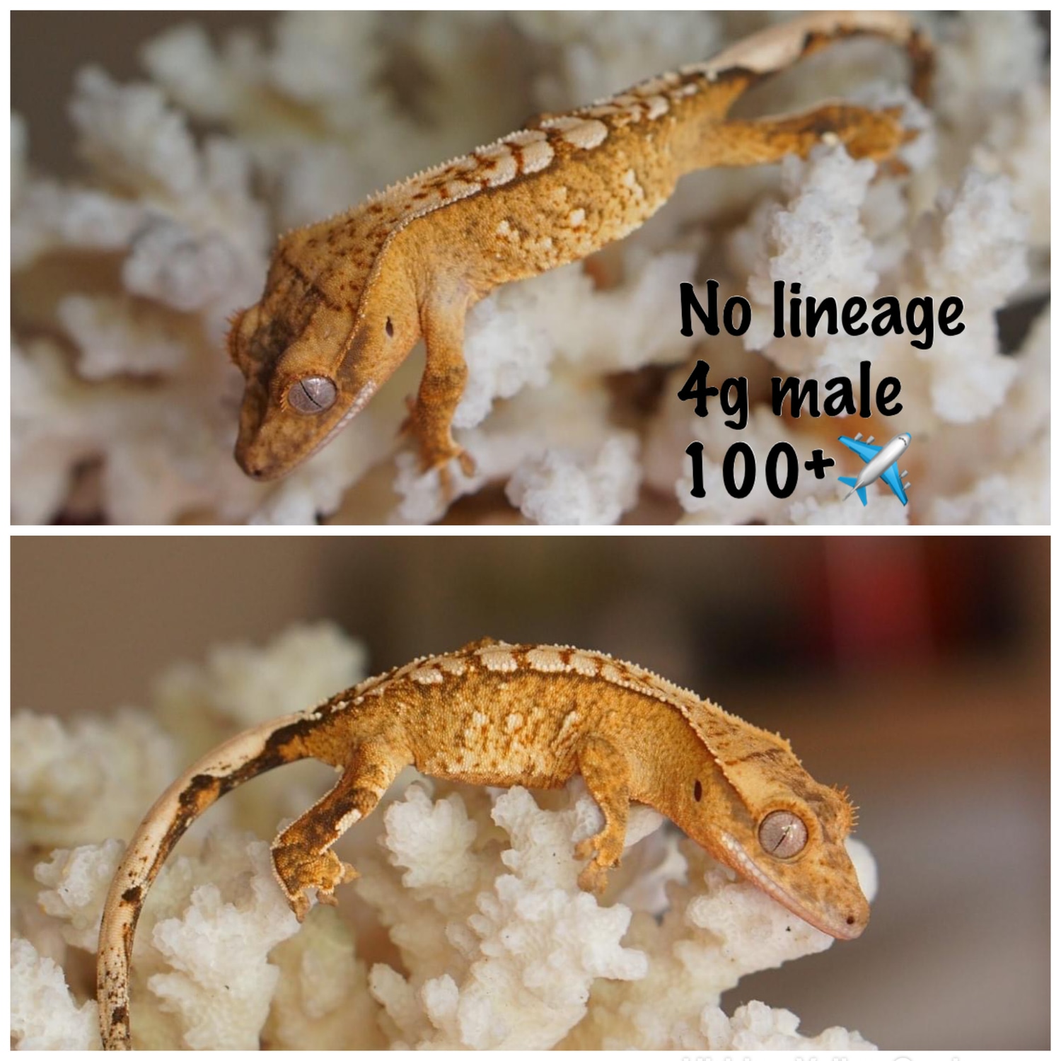 Yellow And Cream Crested Gecko by Hidden Valley Geckos - MorphMarket