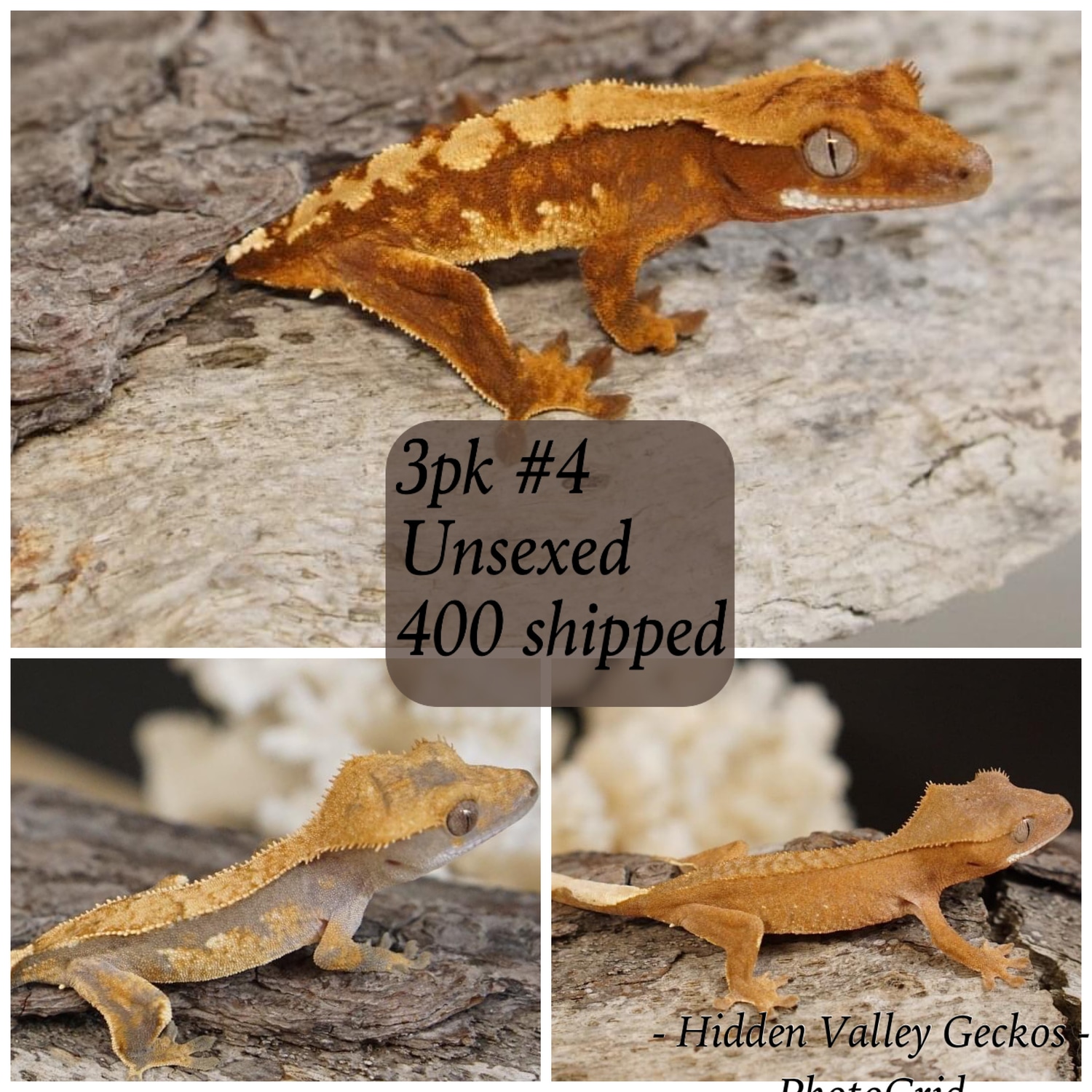 Unsexed Pack Of Three Harlequin Red Bicolo Crested Gecko by Hidden ...