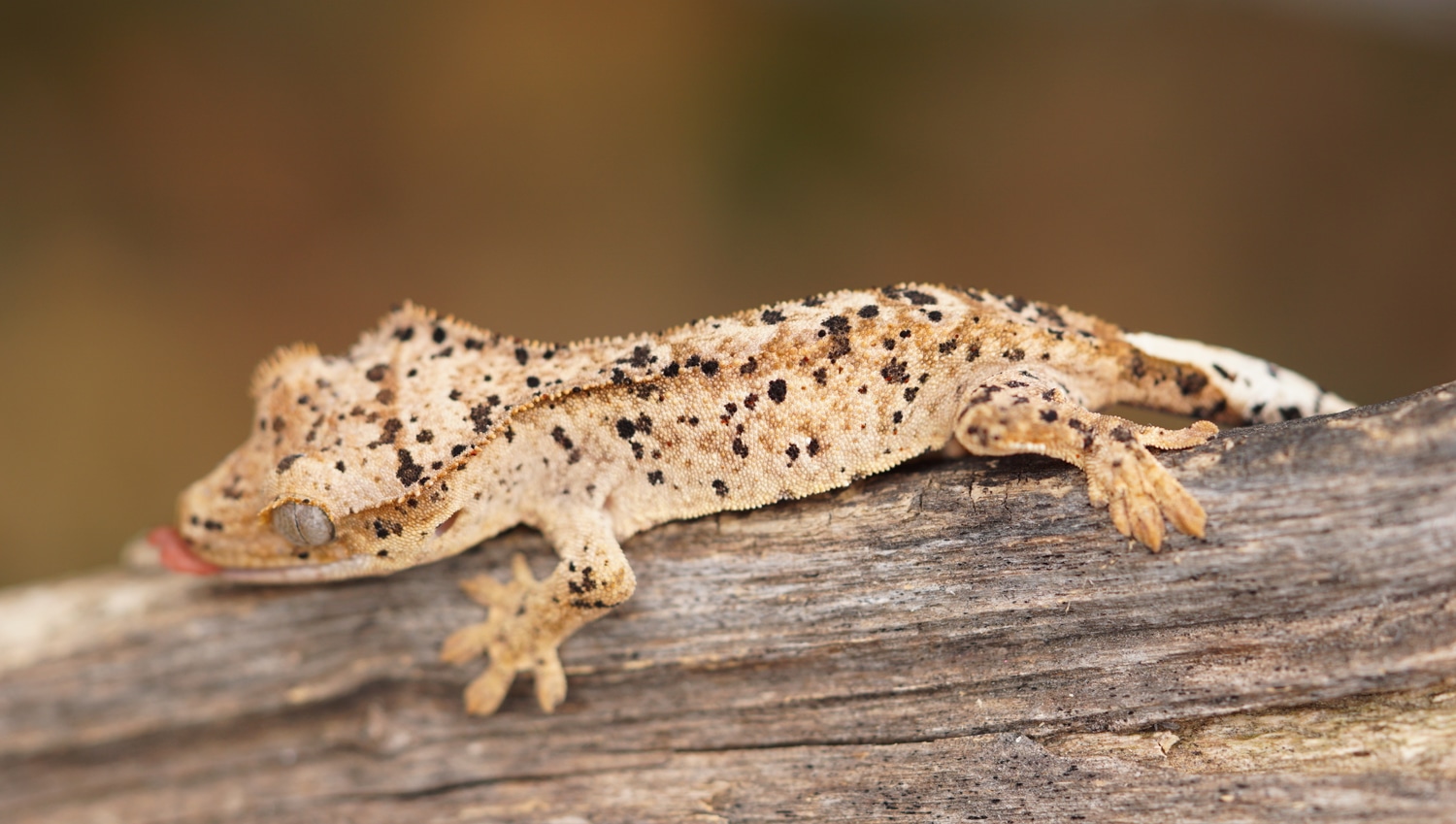 Yellow SUPER DALMATION Crested Gecko by Hidden Valley Geckos - MorphMarket