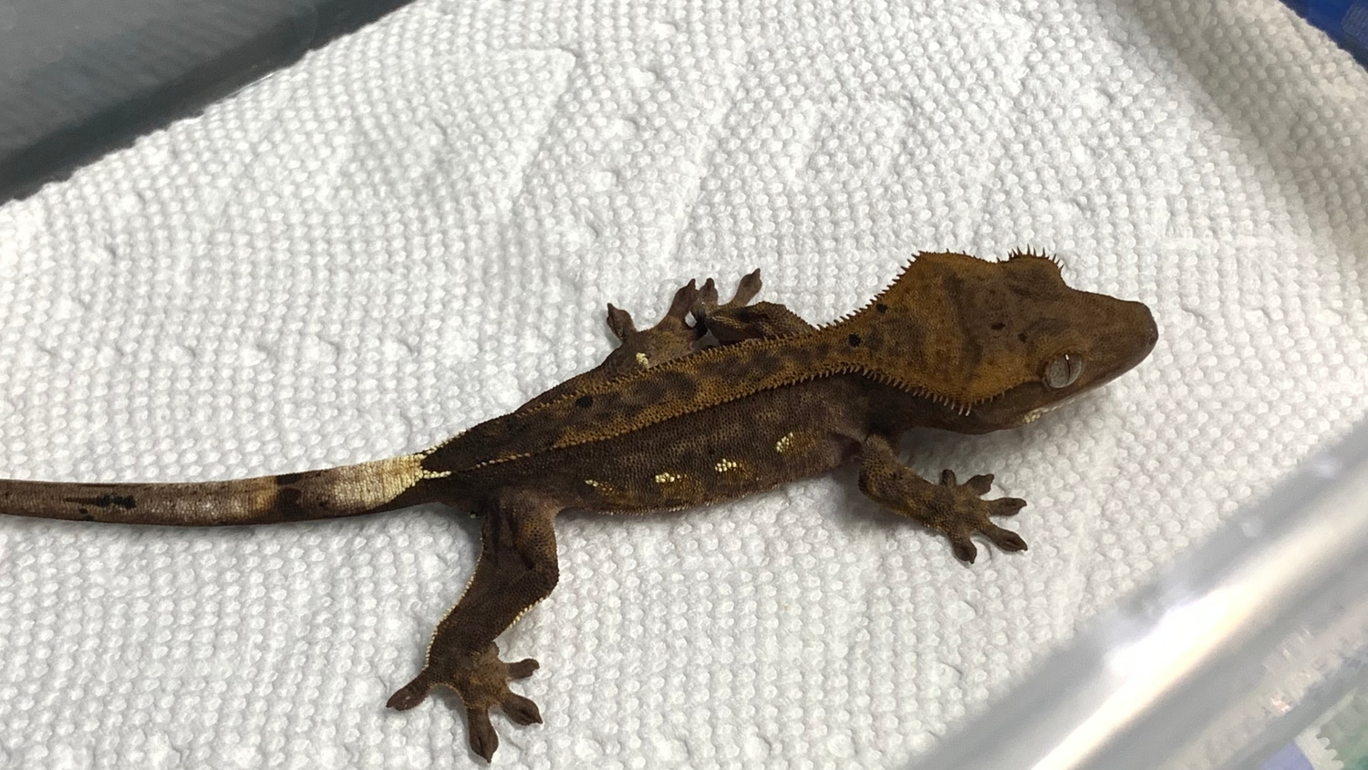 Dark Brindle Portholes Crested Gecko by Hidden Valley Geckos - MorphMarket