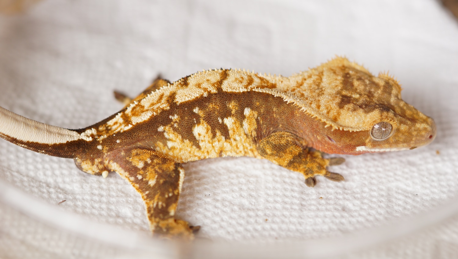 Red Extreme Harlequin Crested Gecko by Hidden Valley Geckos - MorphMarket