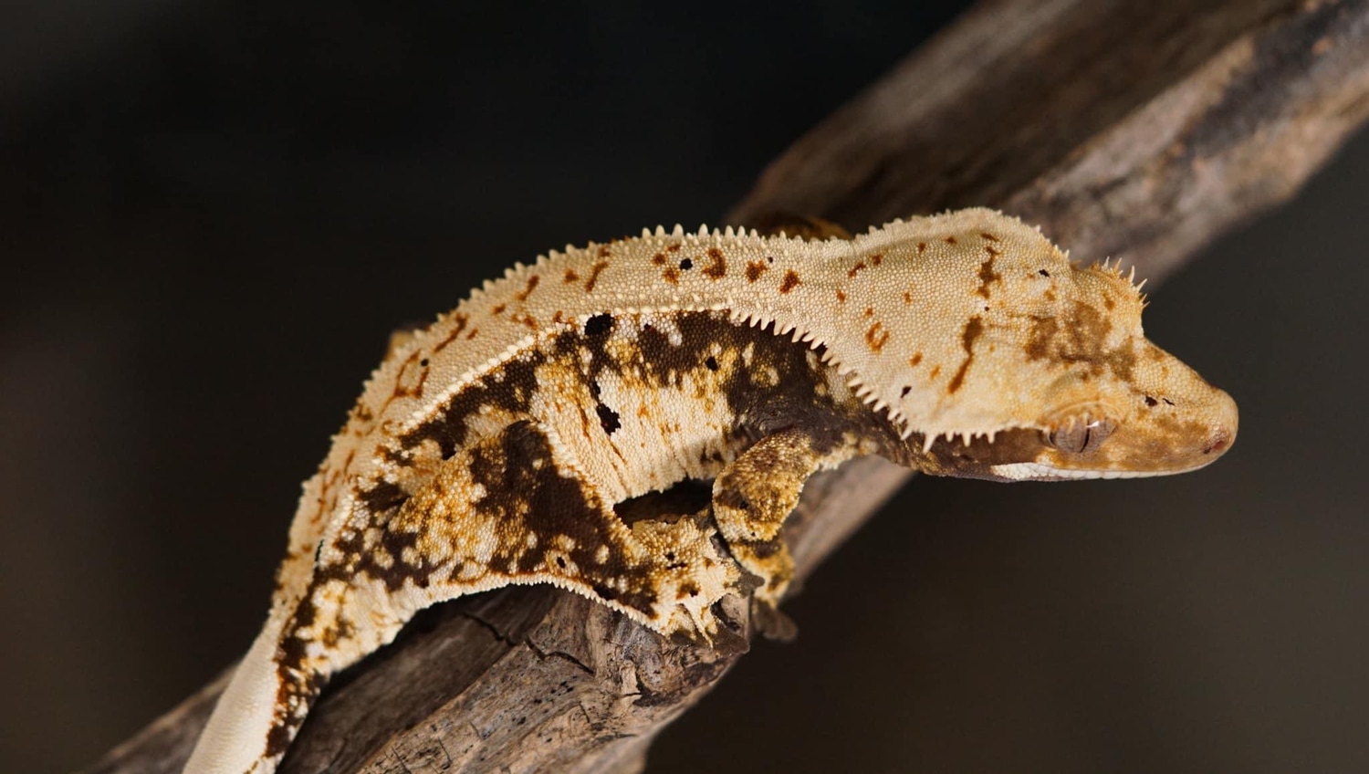 White Spot Extreme Harlequin Crested Gecko by Hidden Valley Geckos ...