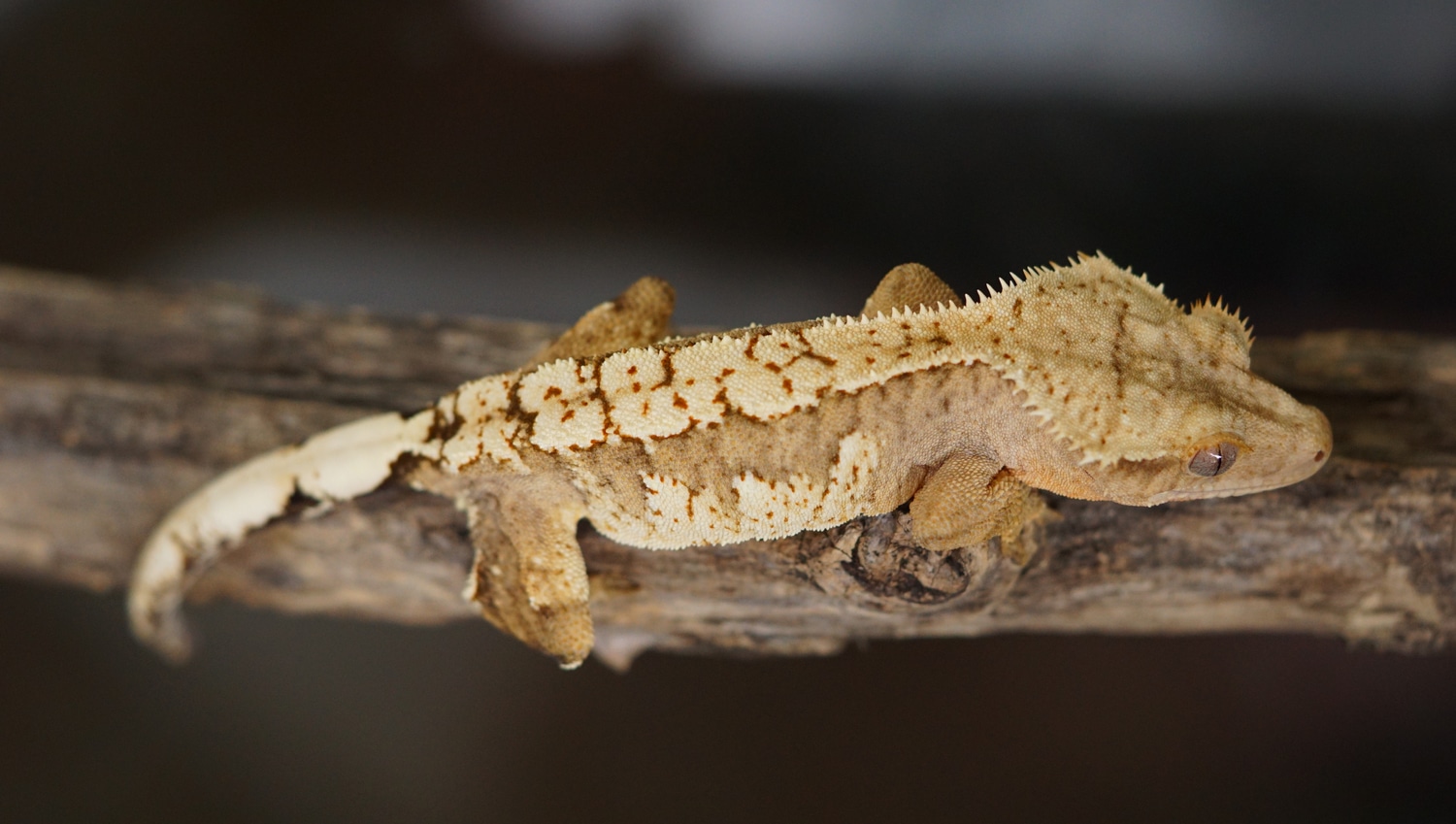 Yellow And Cream Harlequin Crested Gecko by Hidden Valley Geckos ...