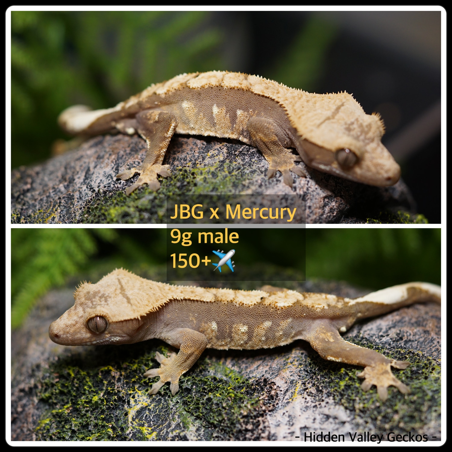 Lavender White Spot Harlequin Crested Gecko by Hidden Valley Geckos ...