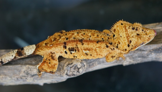 Yellow Orange Brindle Dalmation Crested Gecko by Hidden Valley Geckos