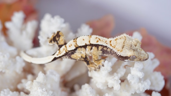 Tricolor Extreme Harlequin Snowflake Crested Gecko by Hidden Valley Geckos
