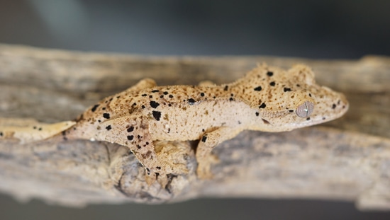 Light Based Yellow Super Dalmation Crested Gecko by Hidden Valley Geckos
